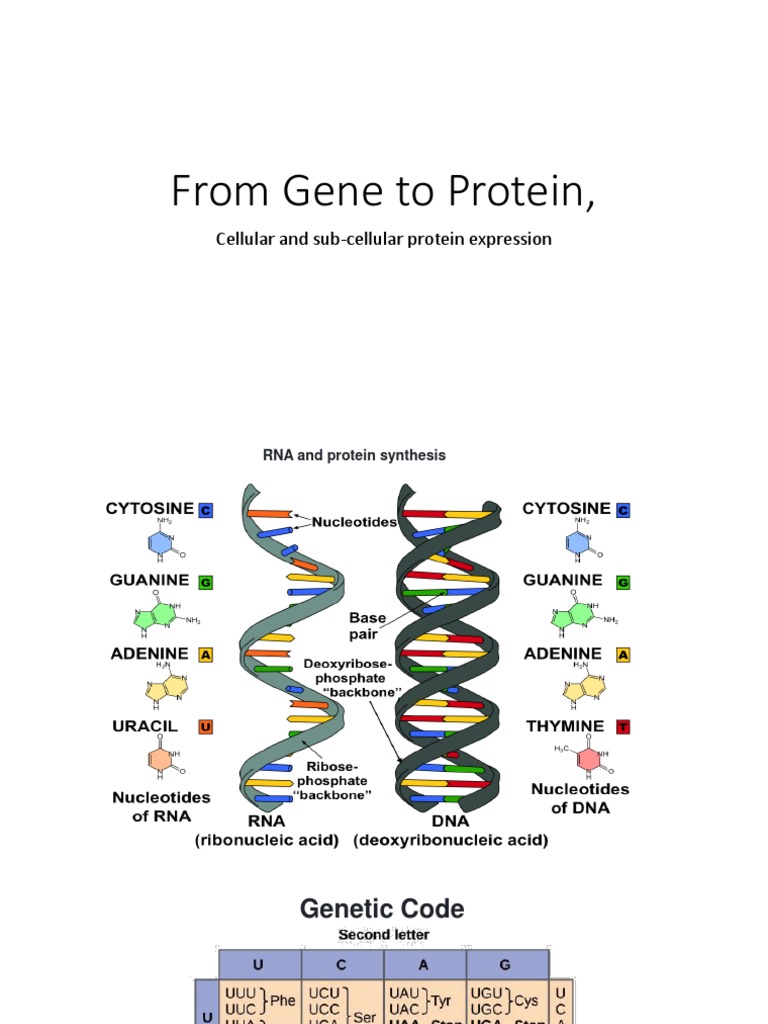 From Gene To Protein,: Cellular and Sub-Cellular Protein Expression ...
