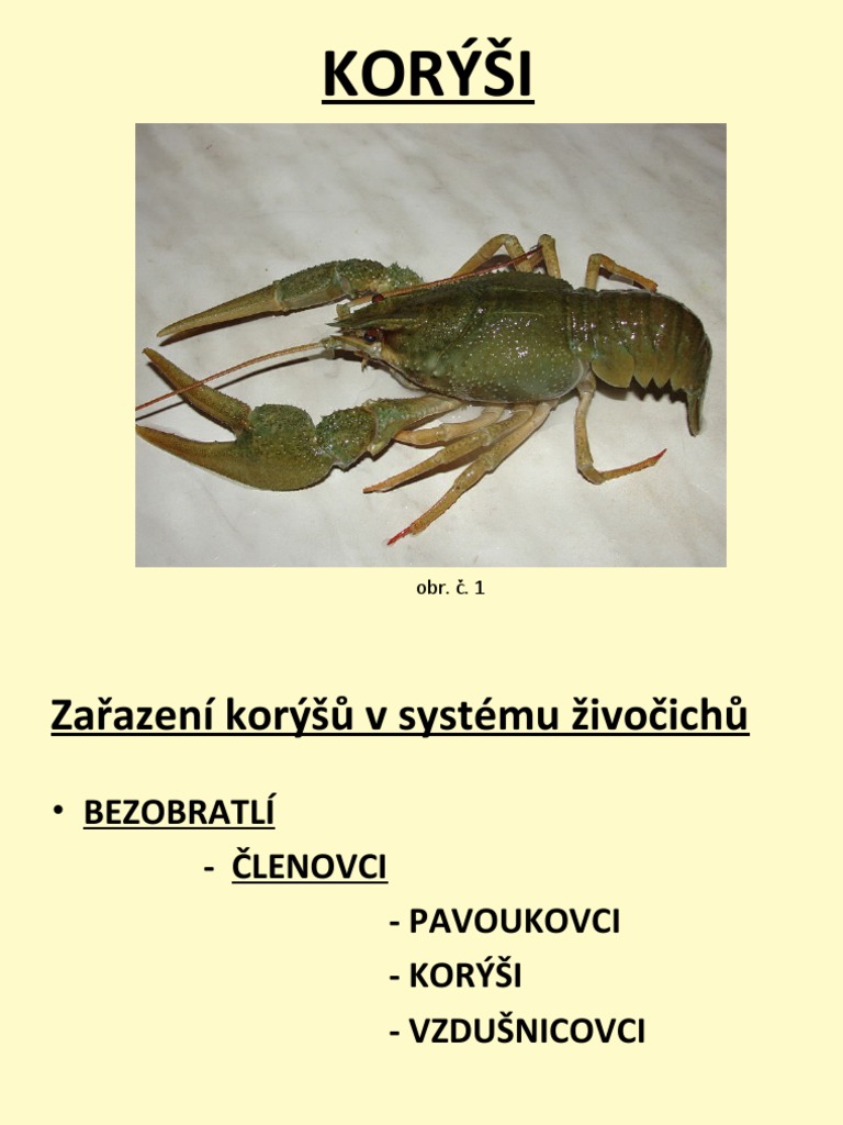 Korýši Prezentace | PDF