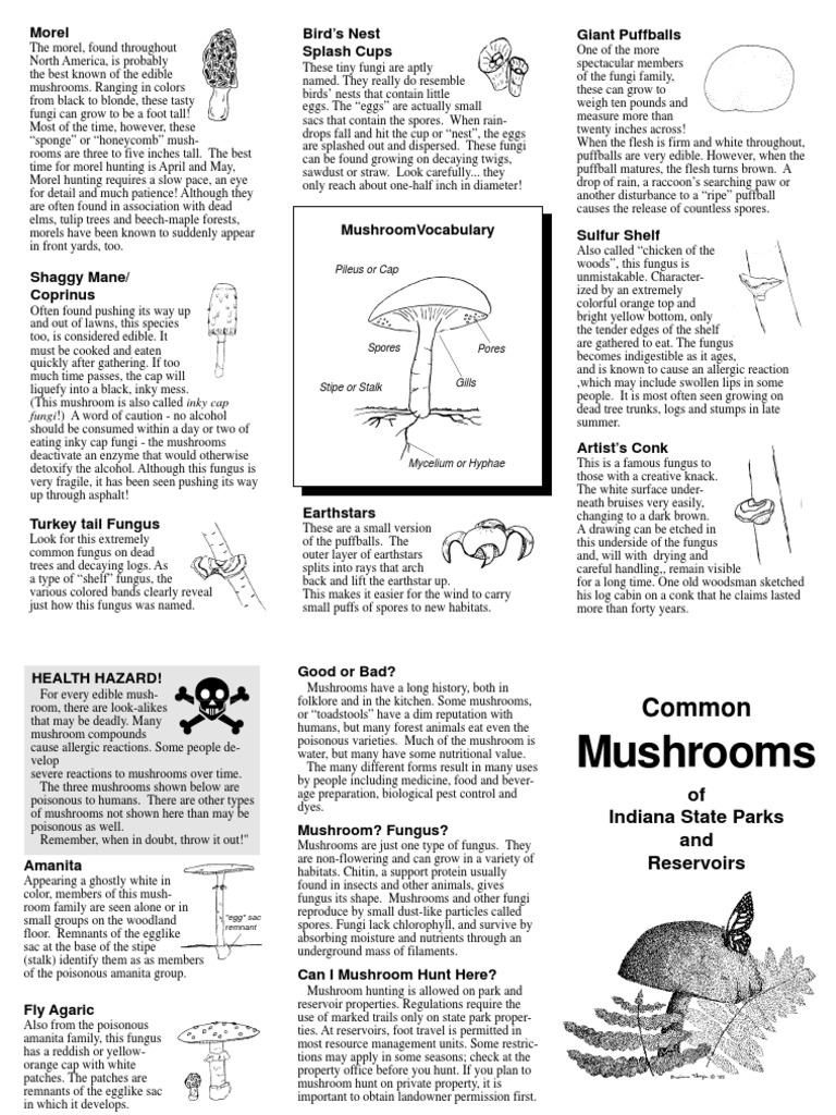 Mushrooms 2 | PDF | Mushroom | Fungus