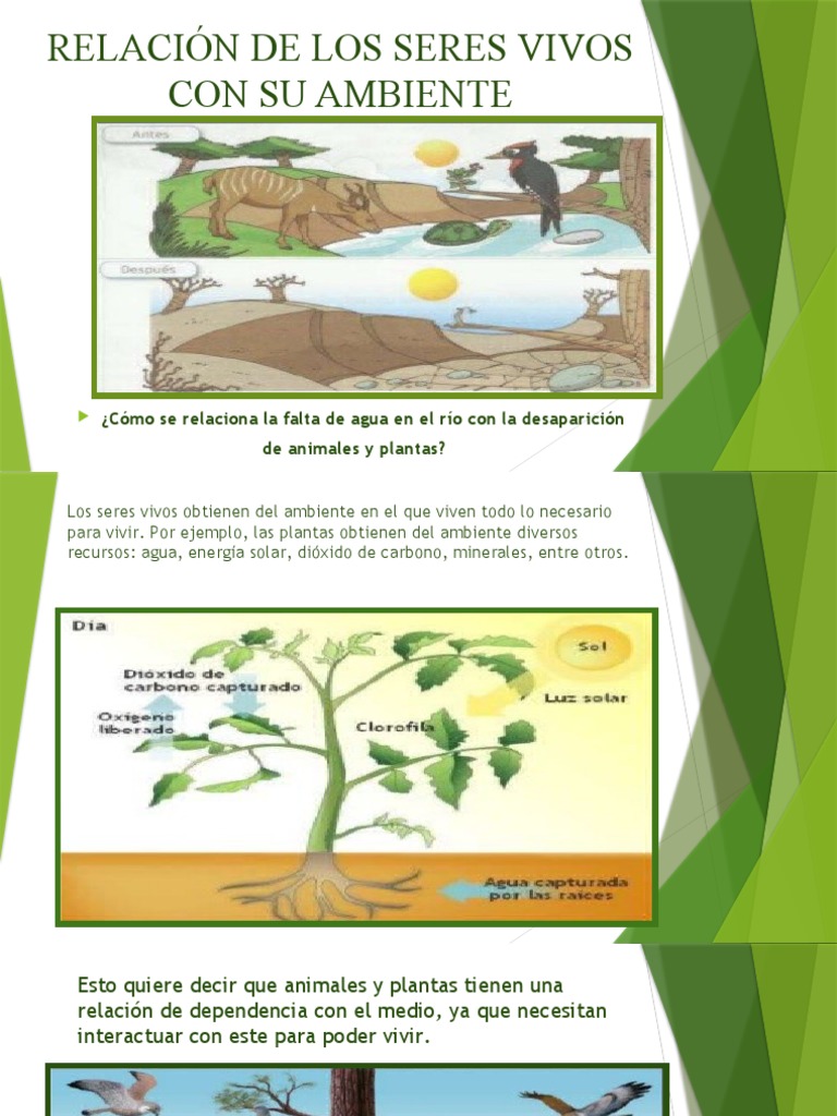 Adaptaciones de Las Plantas | PDF