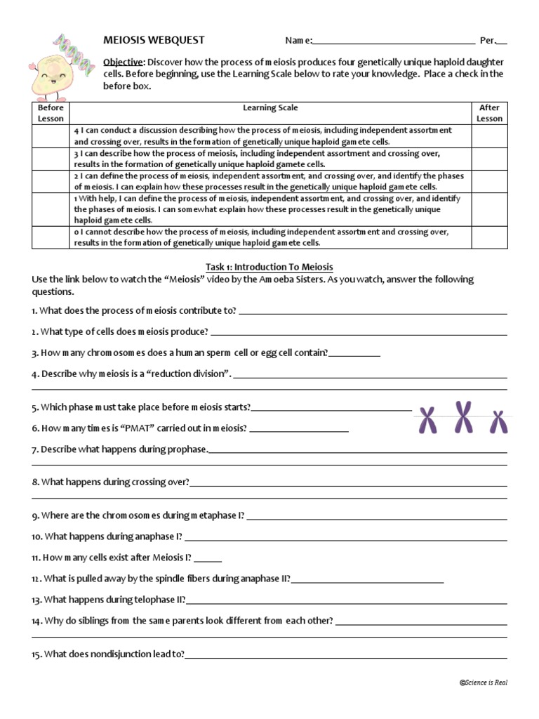 2 Fillable PDF-Meiosis WebQuest Student Handout | PDF | Meiosis ...