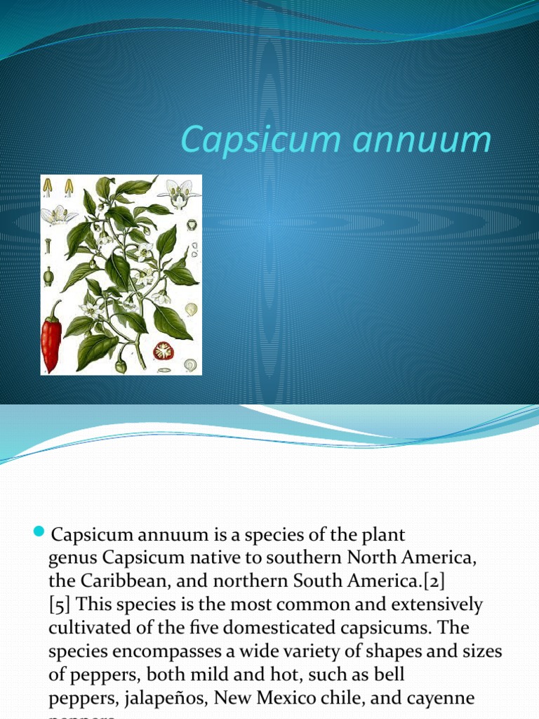 Overview of Capsicum annuum Species | PDF