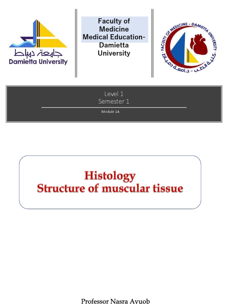 Muscle Tissue Histology Overview | PDF | Skeletal Muscle | Muscle ...