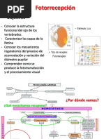 Fotorreceptores: Funciones y Tipos | PDF | Percepción visual | Sinapsis