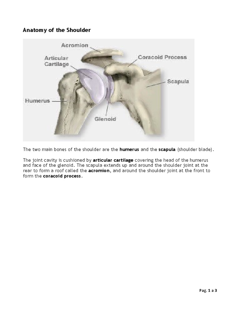 Anatomy of The Shoulder | PDF