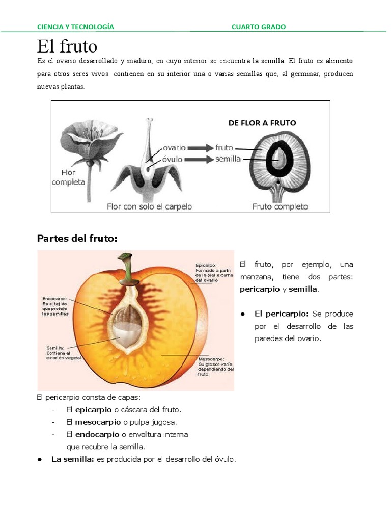 De la flor al fruto: las partes y funciones del fruto | PDF