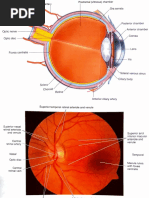 Ocular Fundus Drawing | PDF | Retina | Human Eye