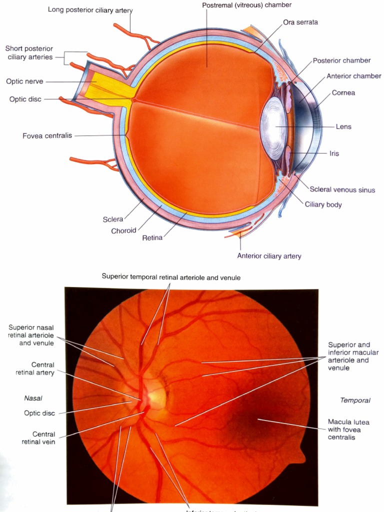 Diagrams of eyeball | PDF | Human Eye | Retina