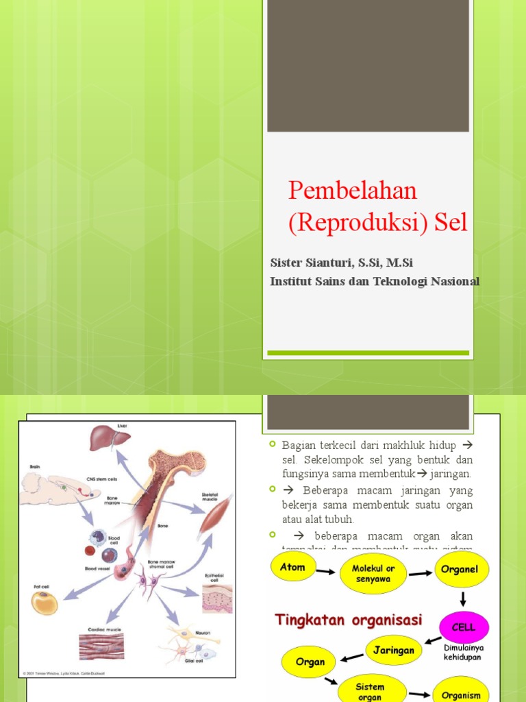 Pembelahan Sel: Mitosis & Meiosis | PDF