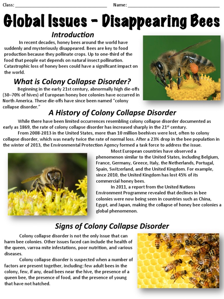 Disappearing Bees | PDF | Honey Bee | Beekeeping