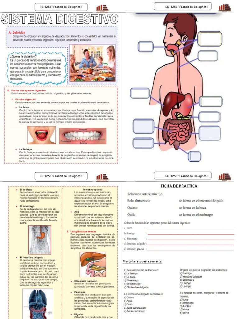 Ficha SISTEMA DIGESTIVO | PDF