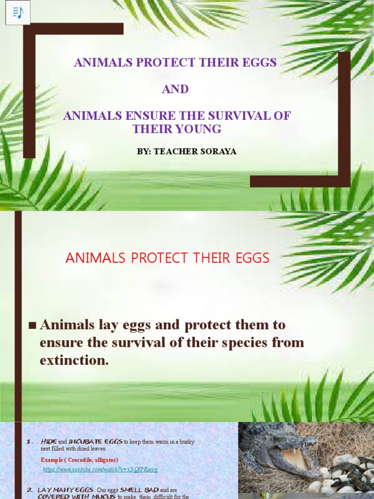 Animal Protect Eggs and Young | PDF | Egg | Nest