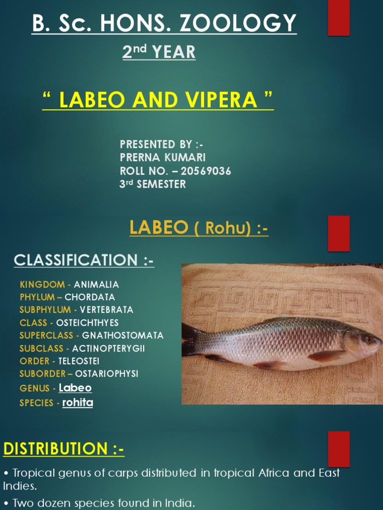 Labeo and Viper classification, features and importance | PDF | Fish