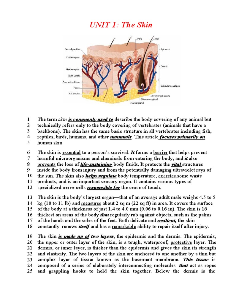 UNIT 1: The Skin: For The Sense of Touch | PDF | Skin | Wound Healing