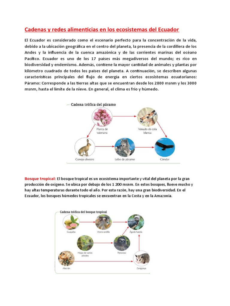Cadenas y Redes Alimenticias en Los Ecosistemas Del Ecuador | PDF ...
