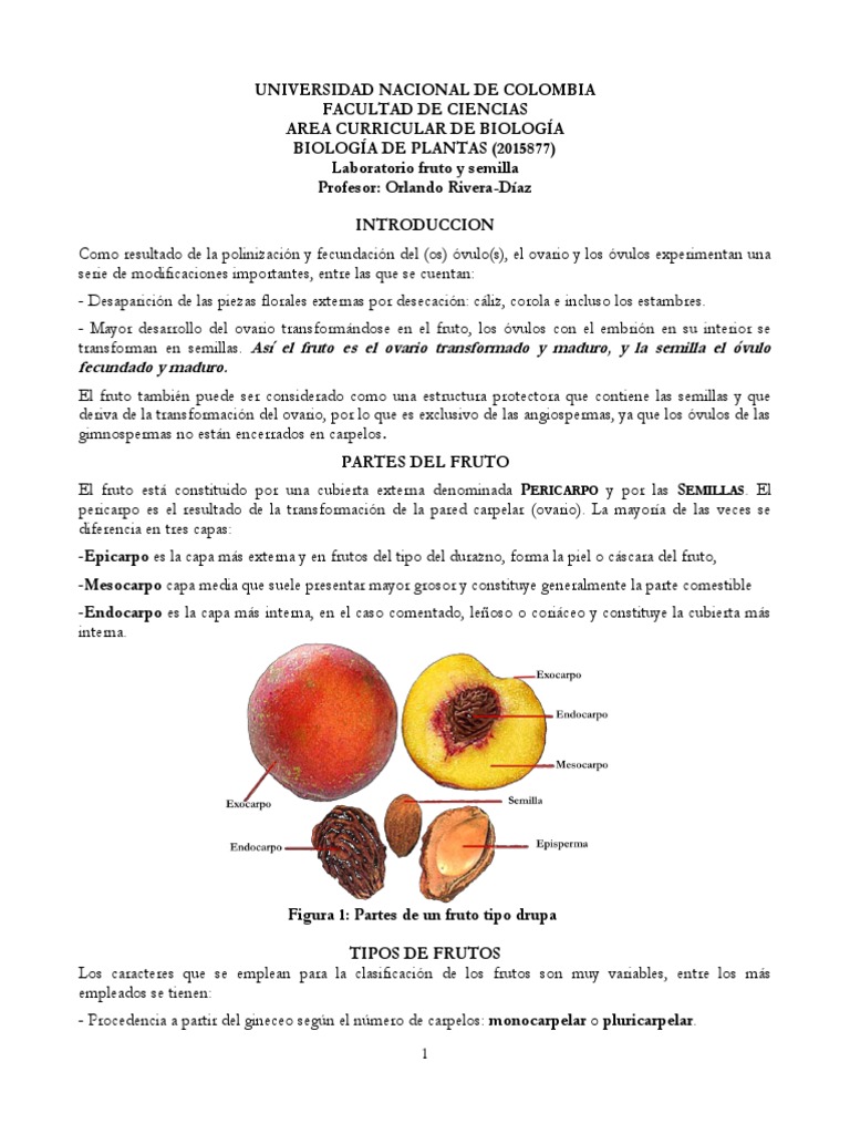 2022-01 - Guia Laboratorio - 04 - Fruto y Semilla | PDF | Fruta ...