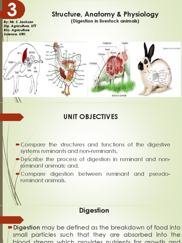 Ruminant vs Non-Ruminant Digestion | PDF | Digestion | Ruminant