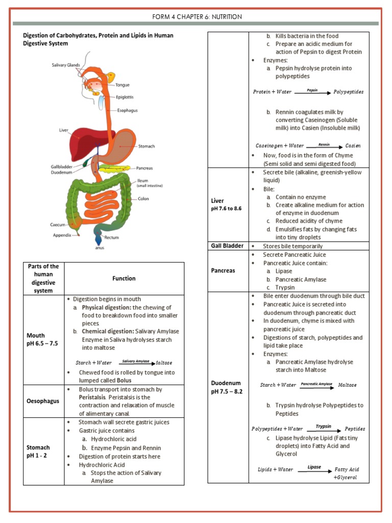 Bio Chapter 6 Note | PDF | Digestion | Ruminant