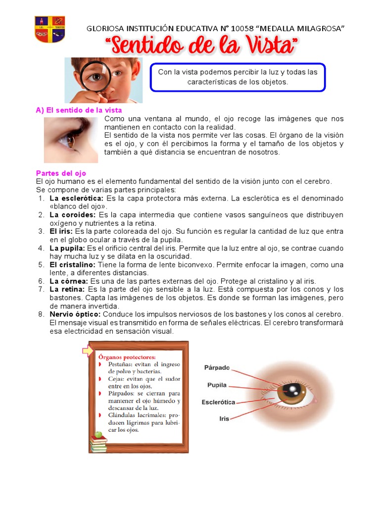 Ciencia y Tecnología - Sentido de La Vista | PDF | Ojo humano | Percepción visual