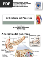 Anatomía del páncreas: guía detallada | PDF | Páncreas | Abdomen