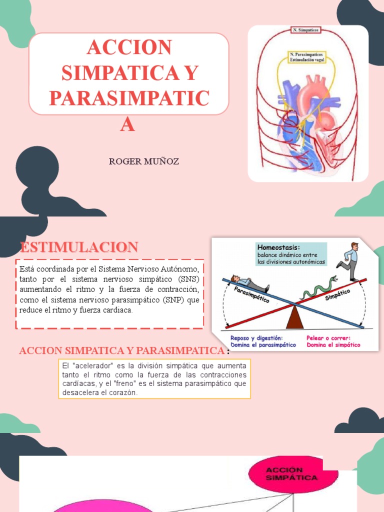 Accion Simpatica y Parasimpatica | PDF