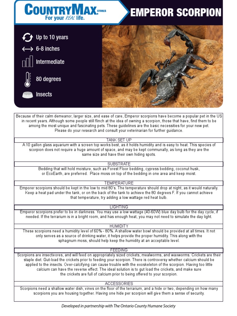 Emperor Scorpion Care Guide | PDF