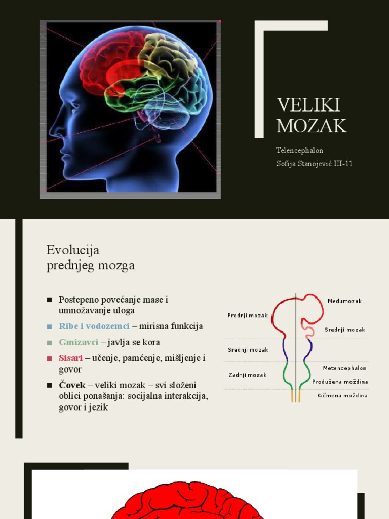 Veliki Mozak | PDF