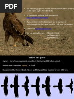 UK Gull Identification Guide | PDF | Gull | Birds