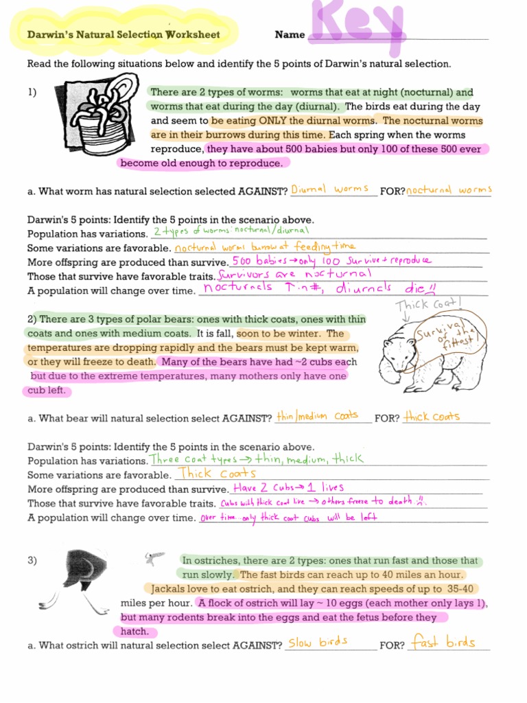 Natural Selection | PDF