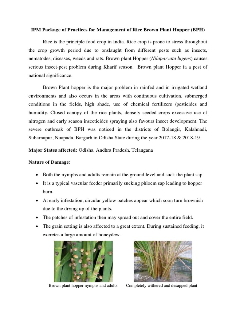 Rice BPH Management Practices Guide | PDF | Science & Mathematics ...