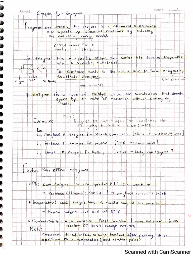 Biology IGCSE Chapter 5 - Enzymes | PDF