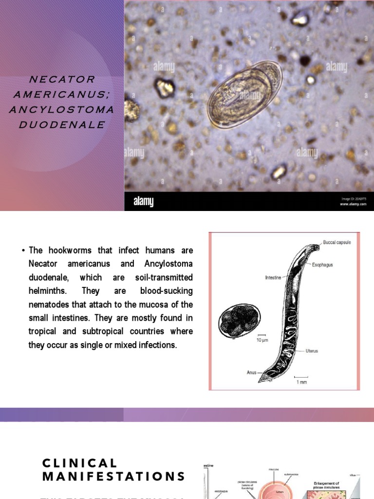 Necator Americanus Ancylostoma Duodenale | PDF | Wellness | Science ...
