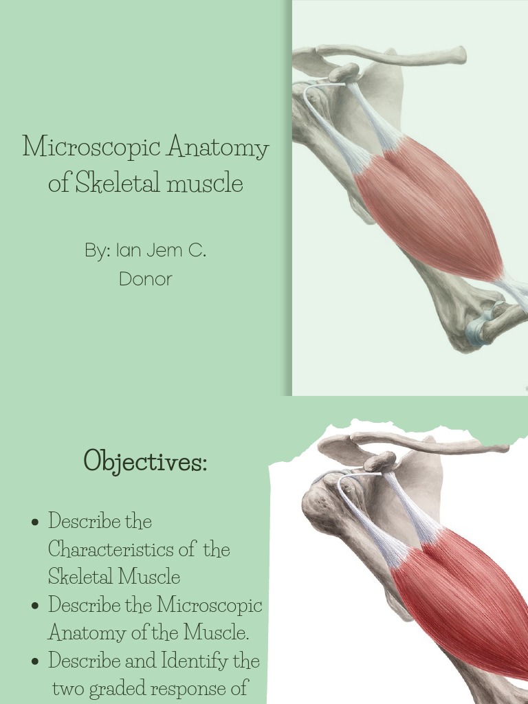 Microscopic Anatomy of Skeletal Muscle | PDF
