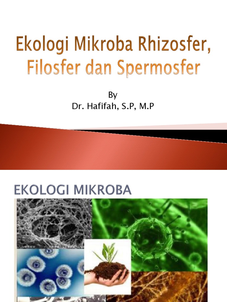 VI. Ekologi Mikroba Rhizosfer, Filosfer Dan Spermosfer | PDF