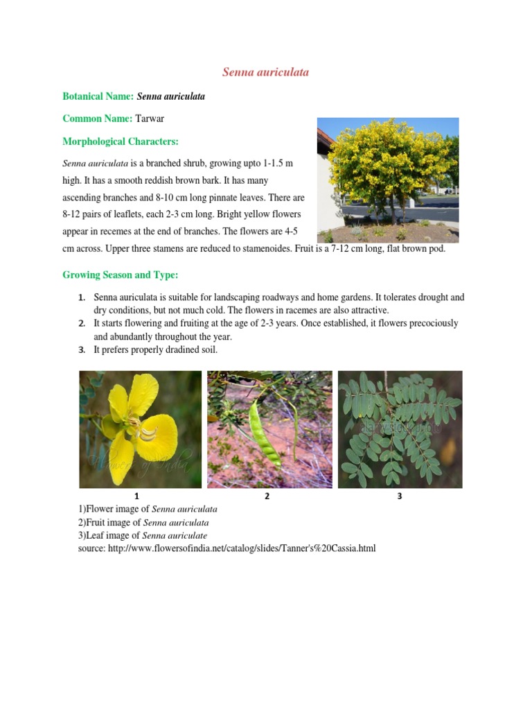 Senna Auriculata: Botanical Name: Common Name: Morphological Characters ...