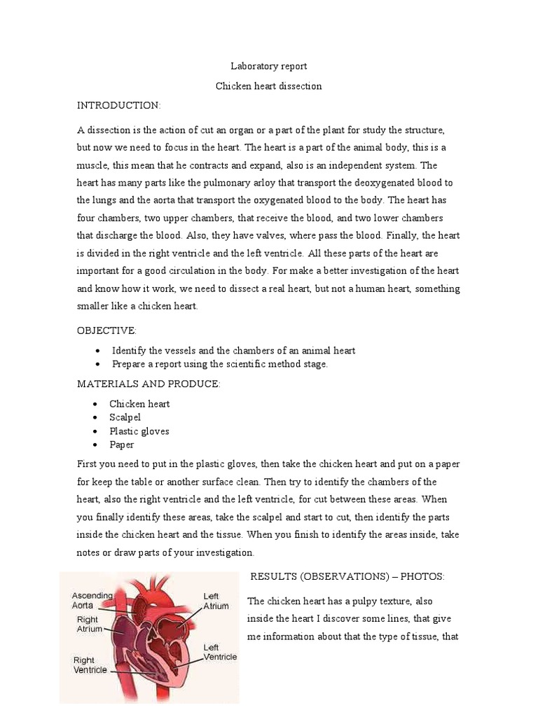 Chicken Heart Dissection | PDF | Heart | Ventricle (Heart)
