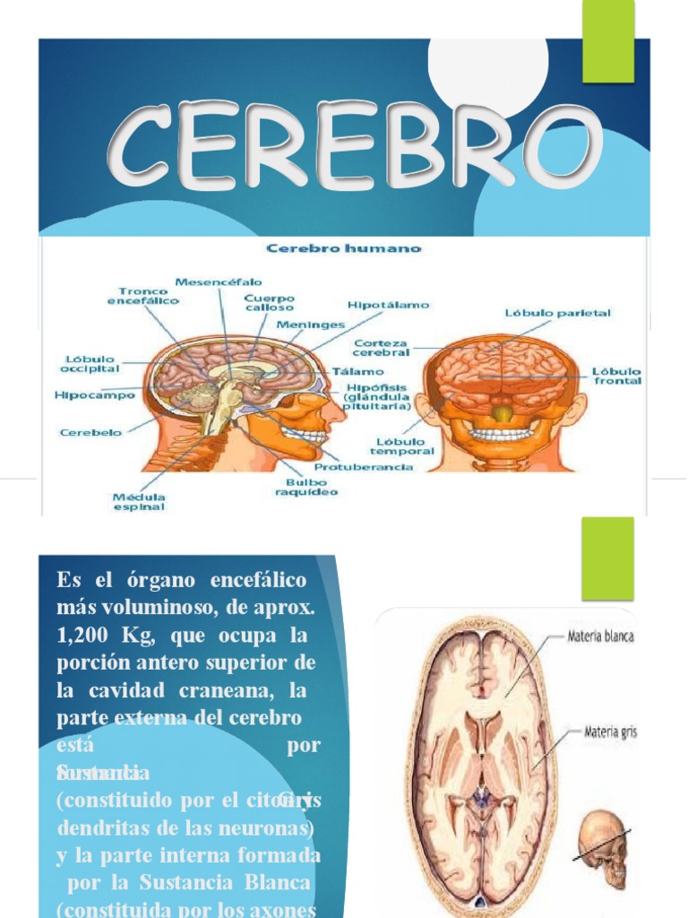 Diapositivas Cerebro Cerebelo y Medula Espinal - Compress | PDF | Hemisferio cerebral | Médula ...
