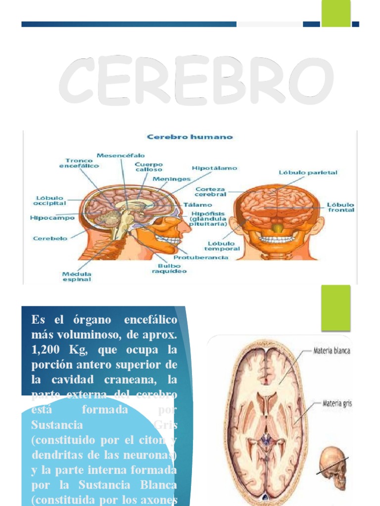 Diapositivas Cerebro Cerebelo Y Medula Espinal Compress Pdf