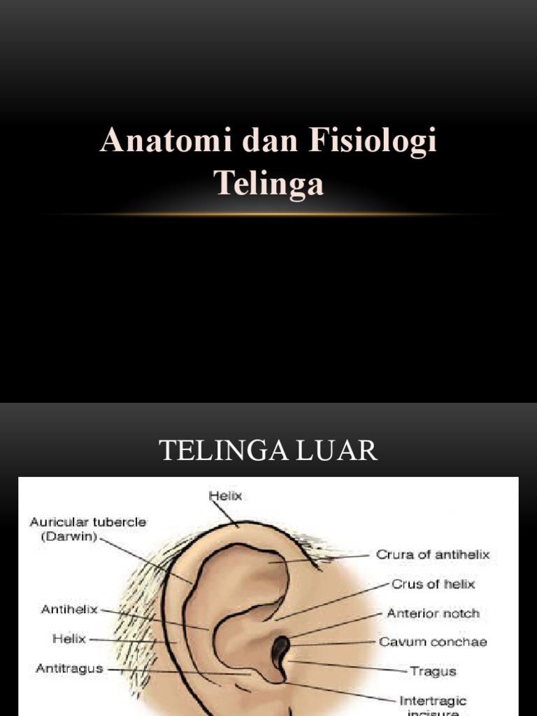 Anatomi Dan Fisiologi Telinga | PDF