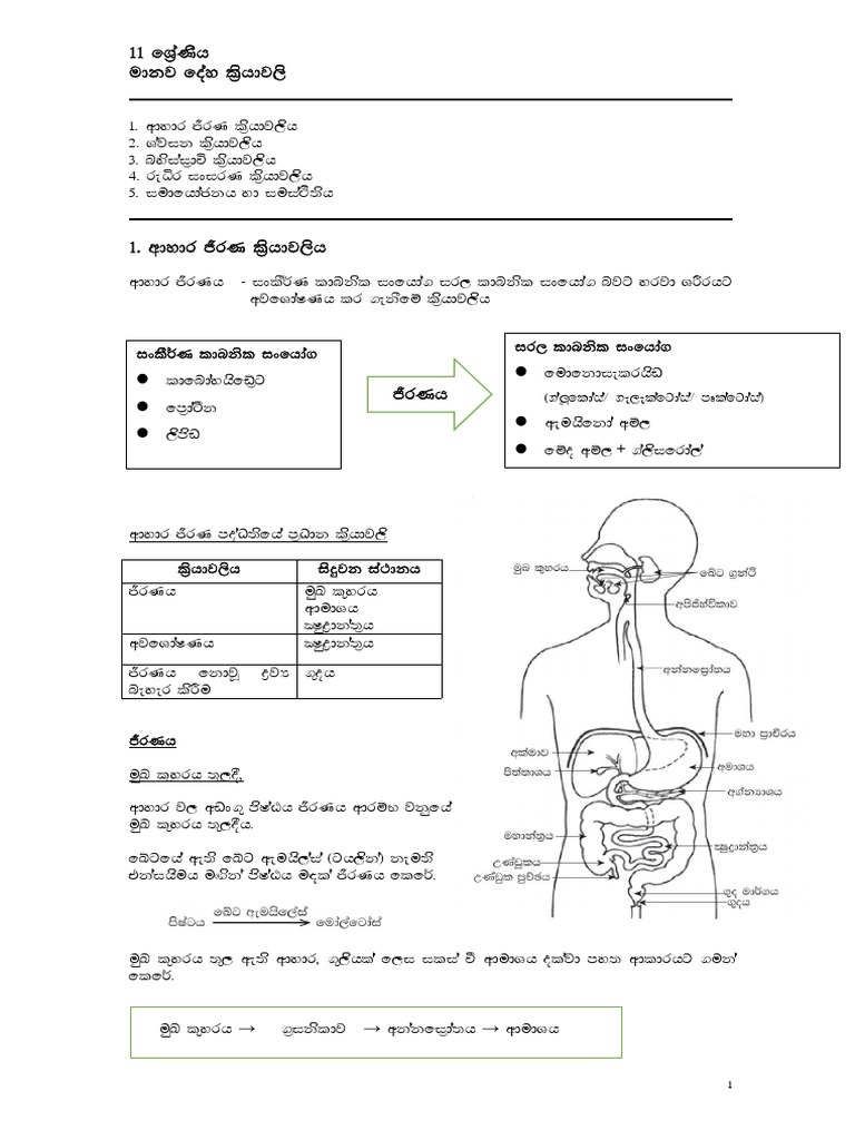 Biological Processes in Human Body (S) | PDF