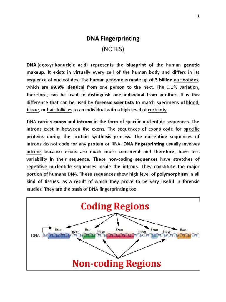 DNA Fingerprinting: (Notes) | PDF | Gel Electrophoresis | Dna Profiling