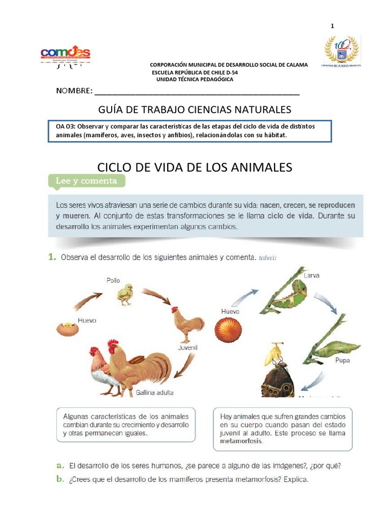 Ciclo de Vida de Los Animales | PDF