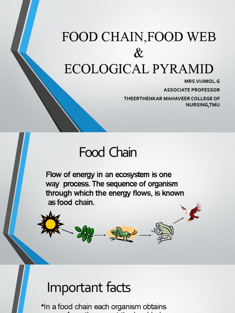 Food Chain, Food Web, Ecological Pyramid | PDF | Food Web | Ecosystem