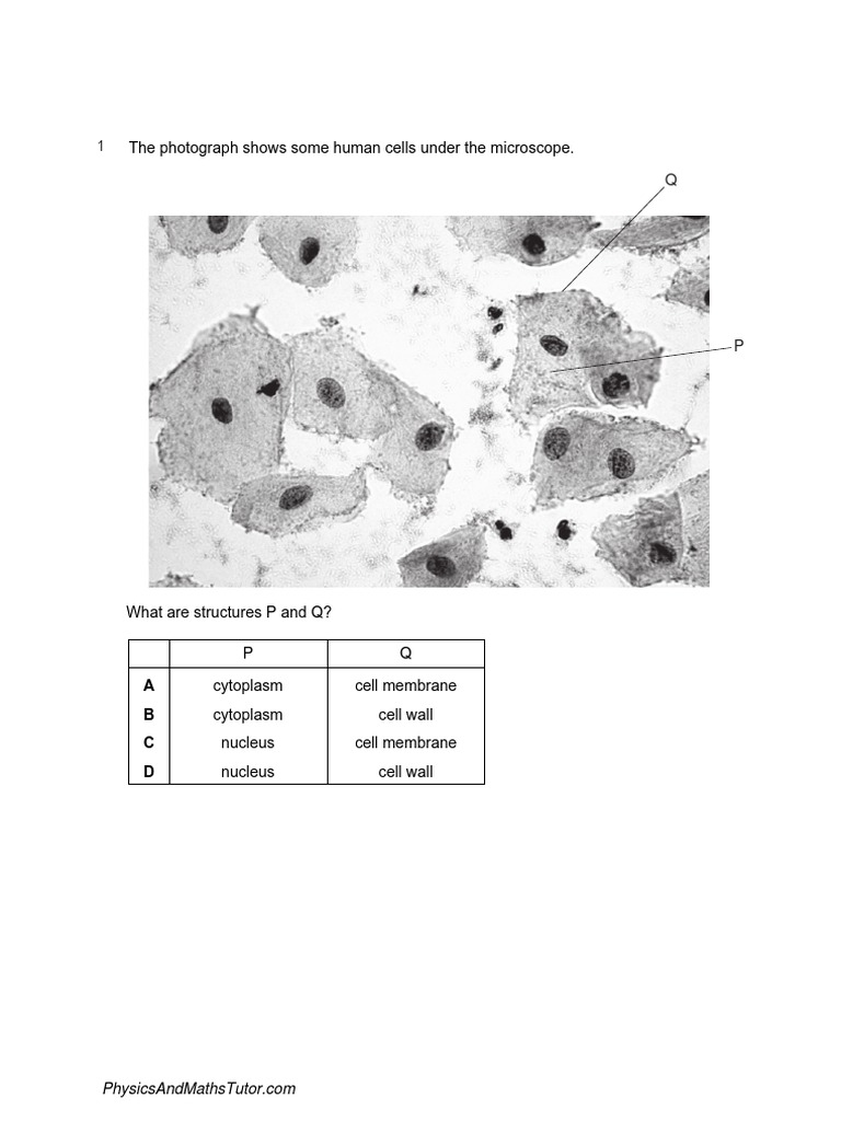 Organisation of The Organism (Multiple Choice) 3 QP | PDF | Cell (Biology) | Tissue (Biology)