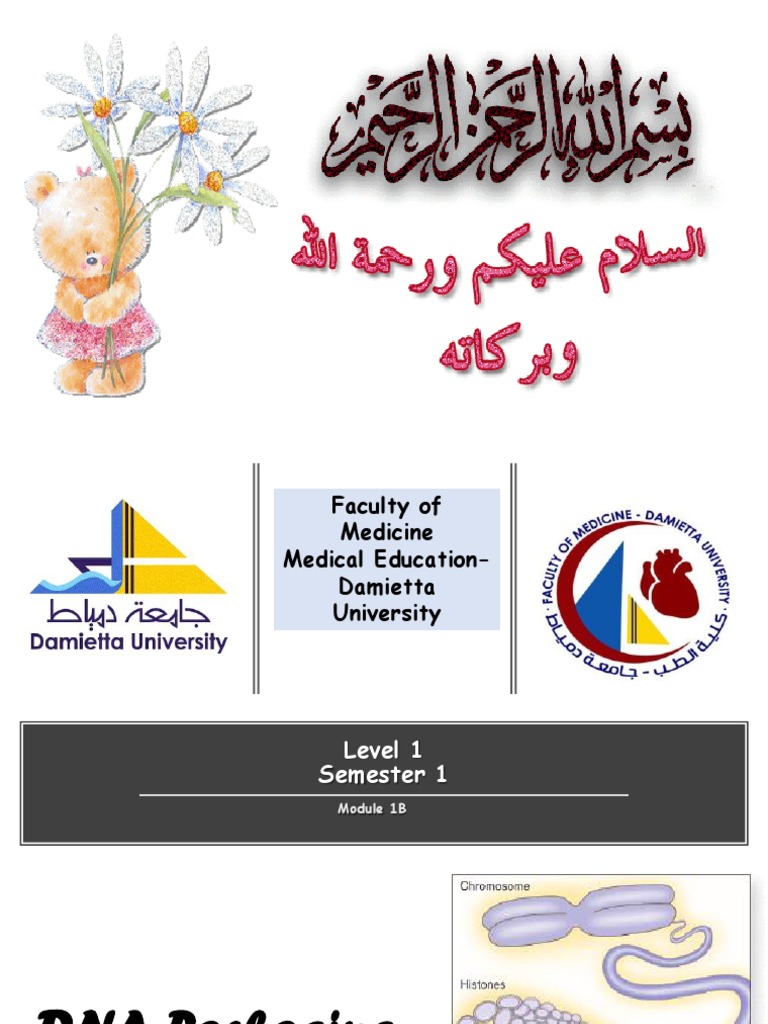 2 Genetics Lecture Dna Packaging Pdf Chromatin Chromosome