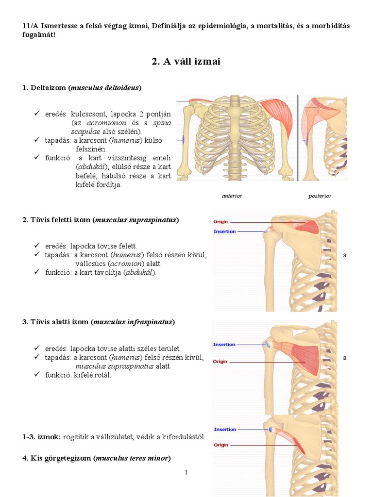 A Váll Izmai: Scapulae Alsó Szélén) | PDF