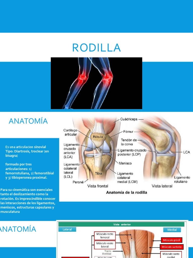 RODILLA | PDF | Rodilla | Extremidades (anatomía)