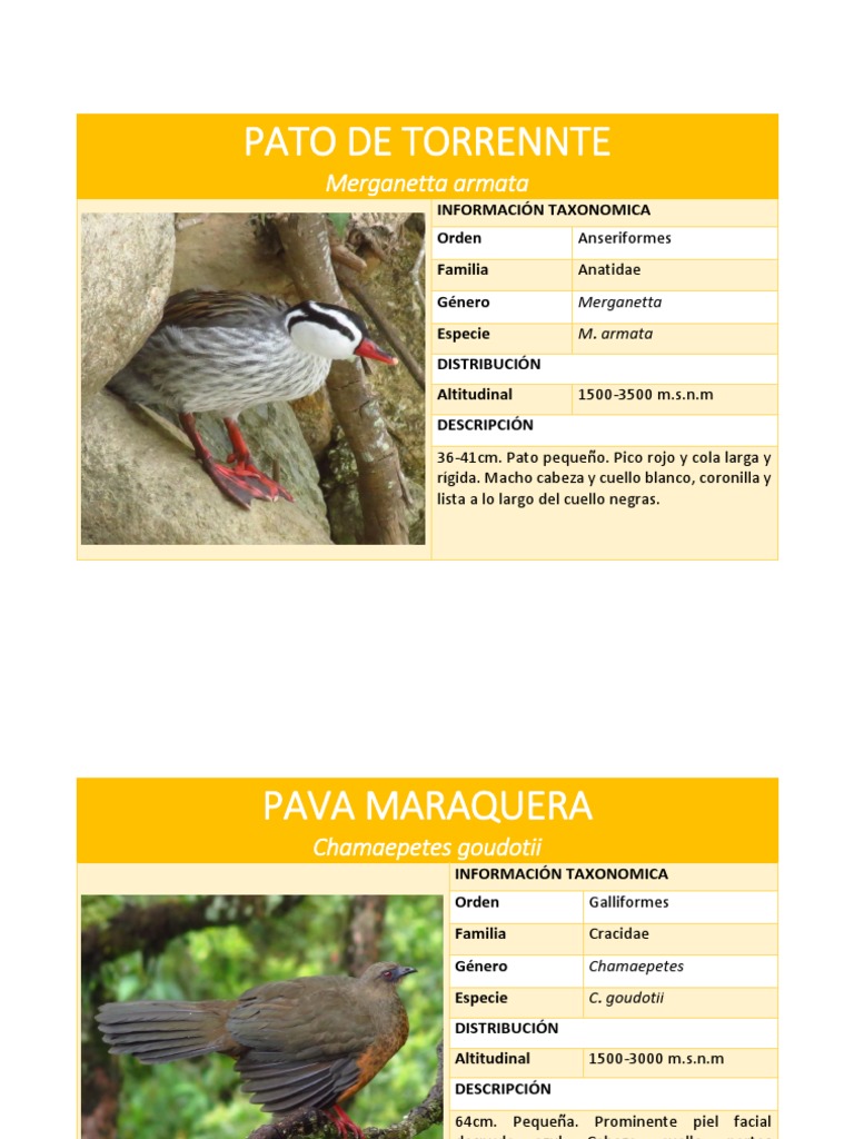 Fichas de Aves Altiplánicas | PDF | Ornitología | Aves