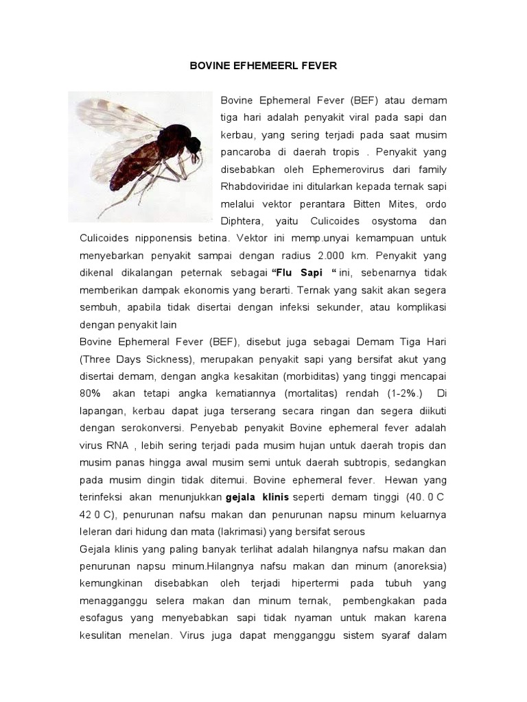 Demam Tiga Hari pada Sapi: Gejala dan Pengobatan | PDF