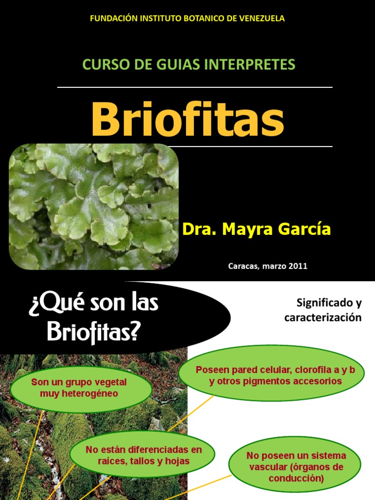 Briofitas | PDF | Musgo | Botánica